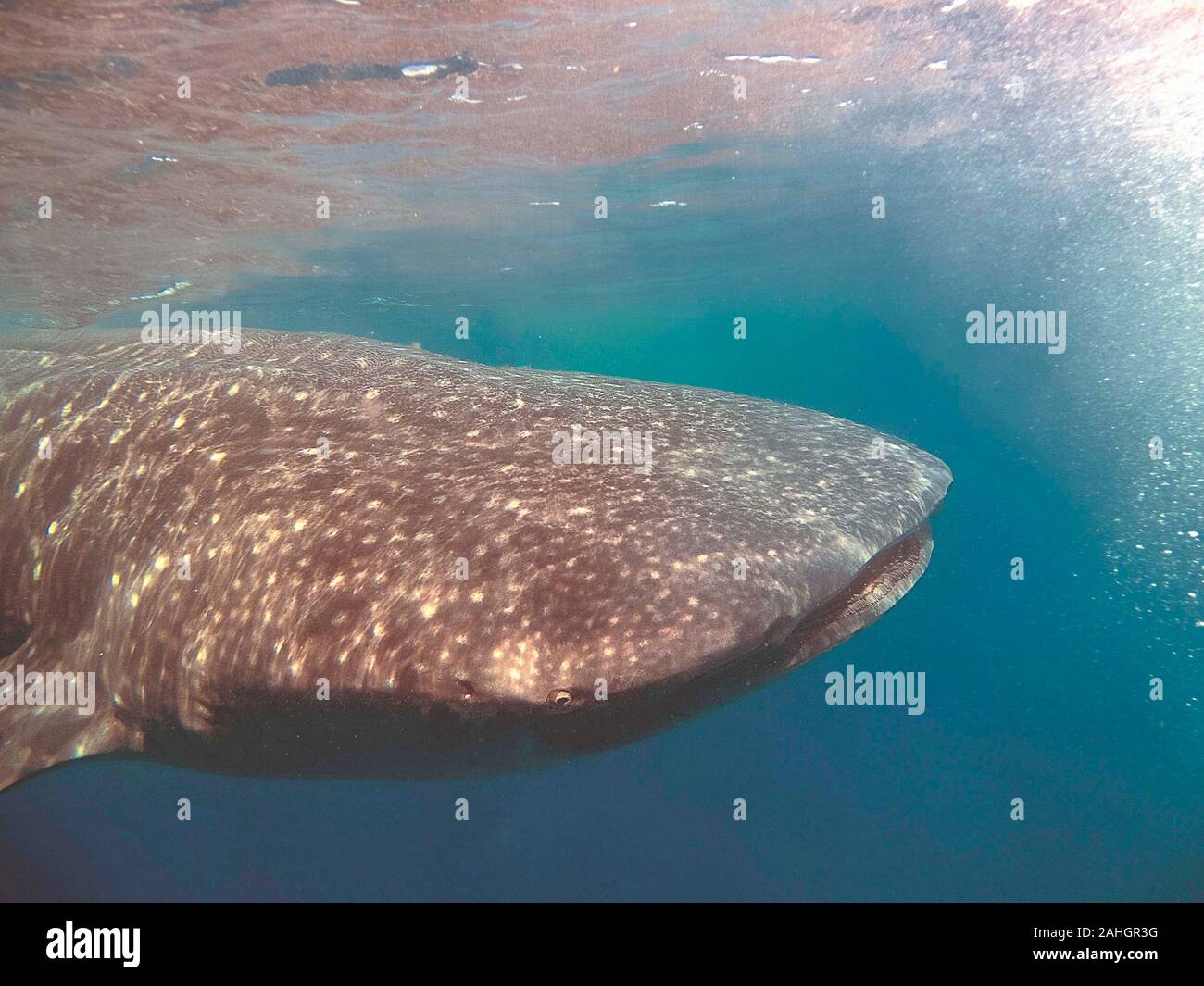 A Whale Shark (Rhincodon typus) feeding on plankton Stock Photo - Alamy