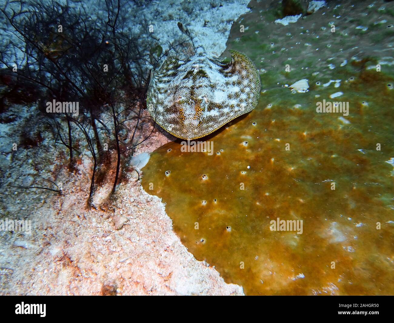 Urobatis hi-res stock photography and images - Alamy