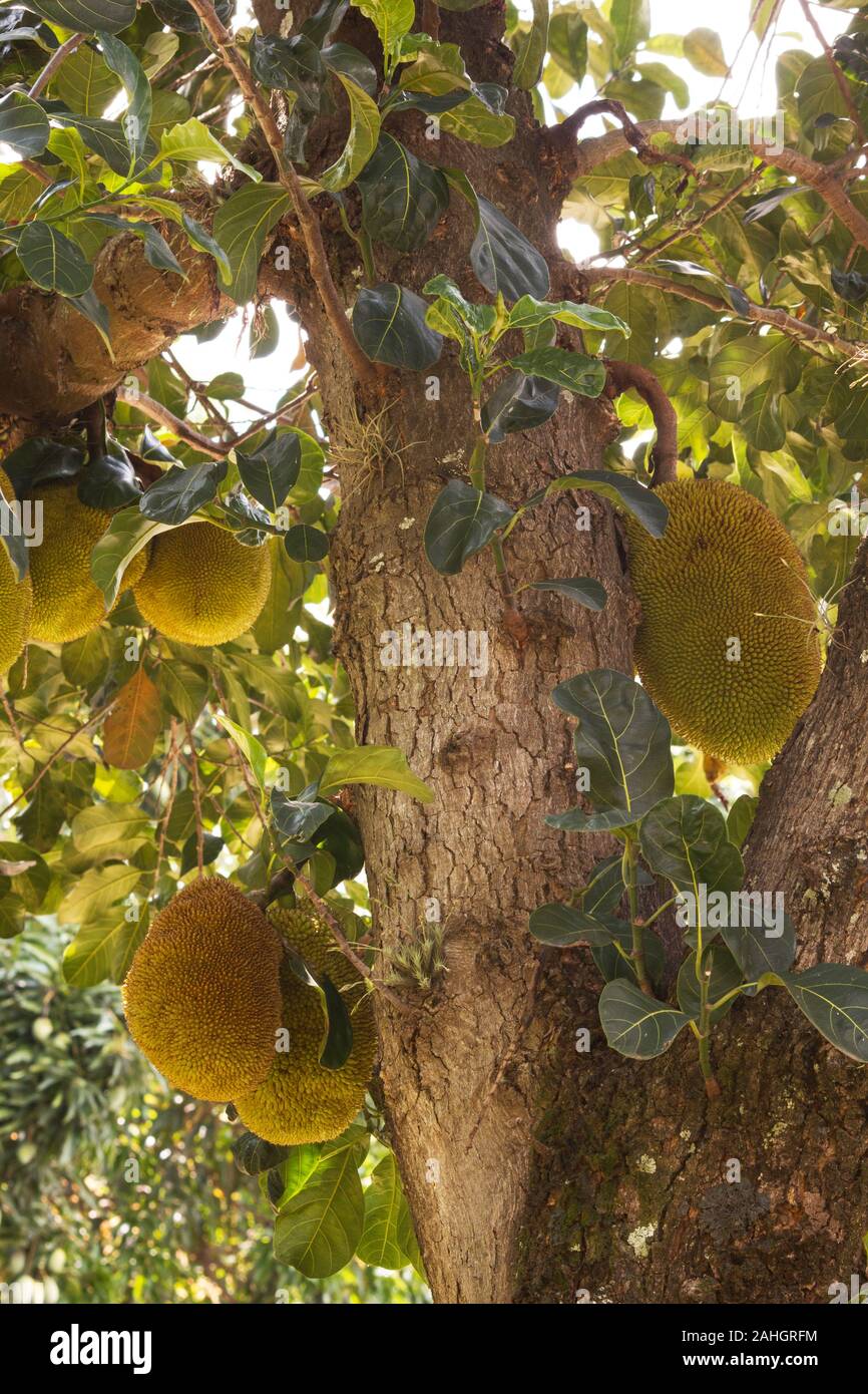 Jack fruit tree hi-res stock photography and images - Alamy