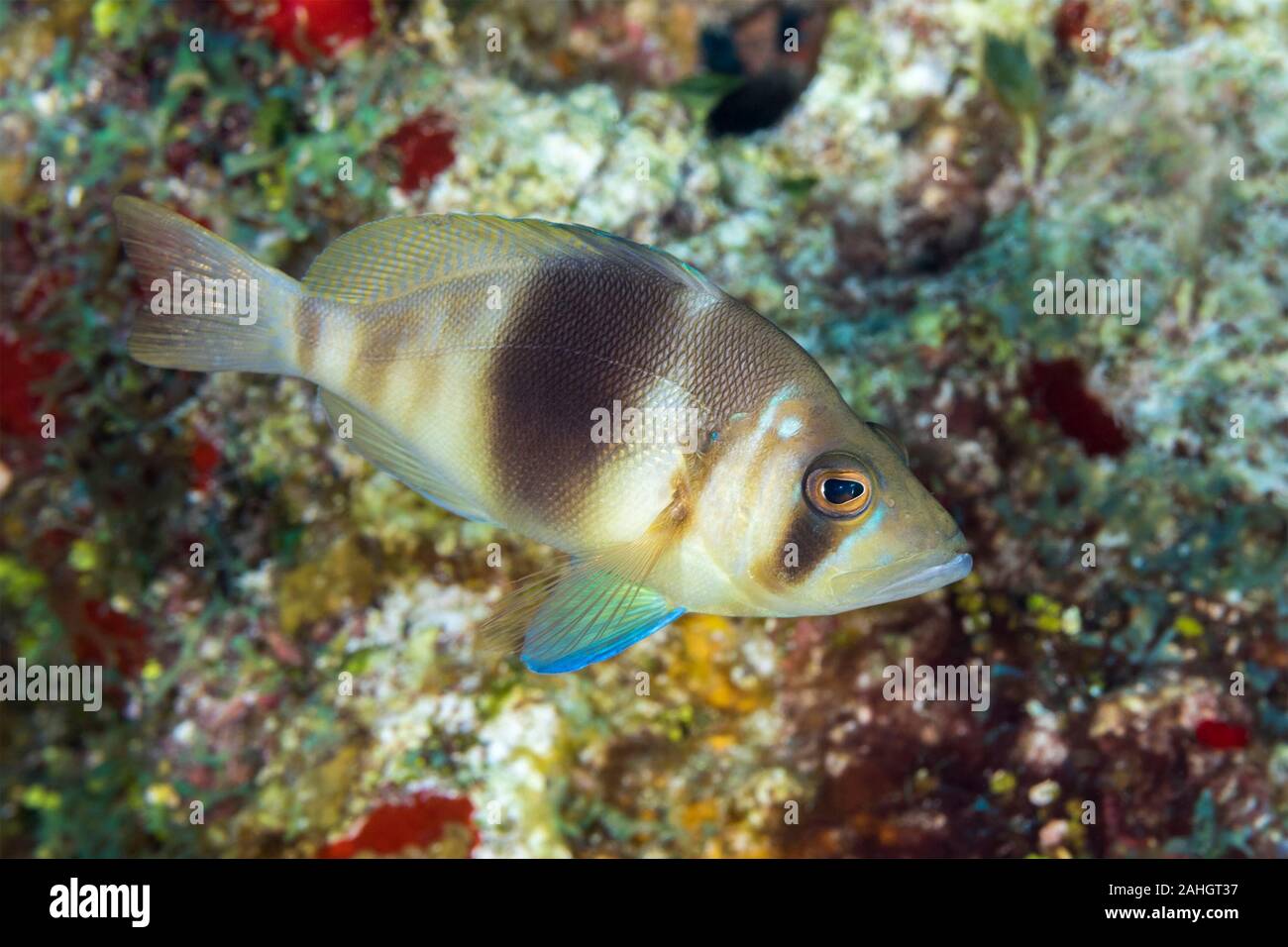 Barred hamlet fish hi-res stock photography and images - Alamy