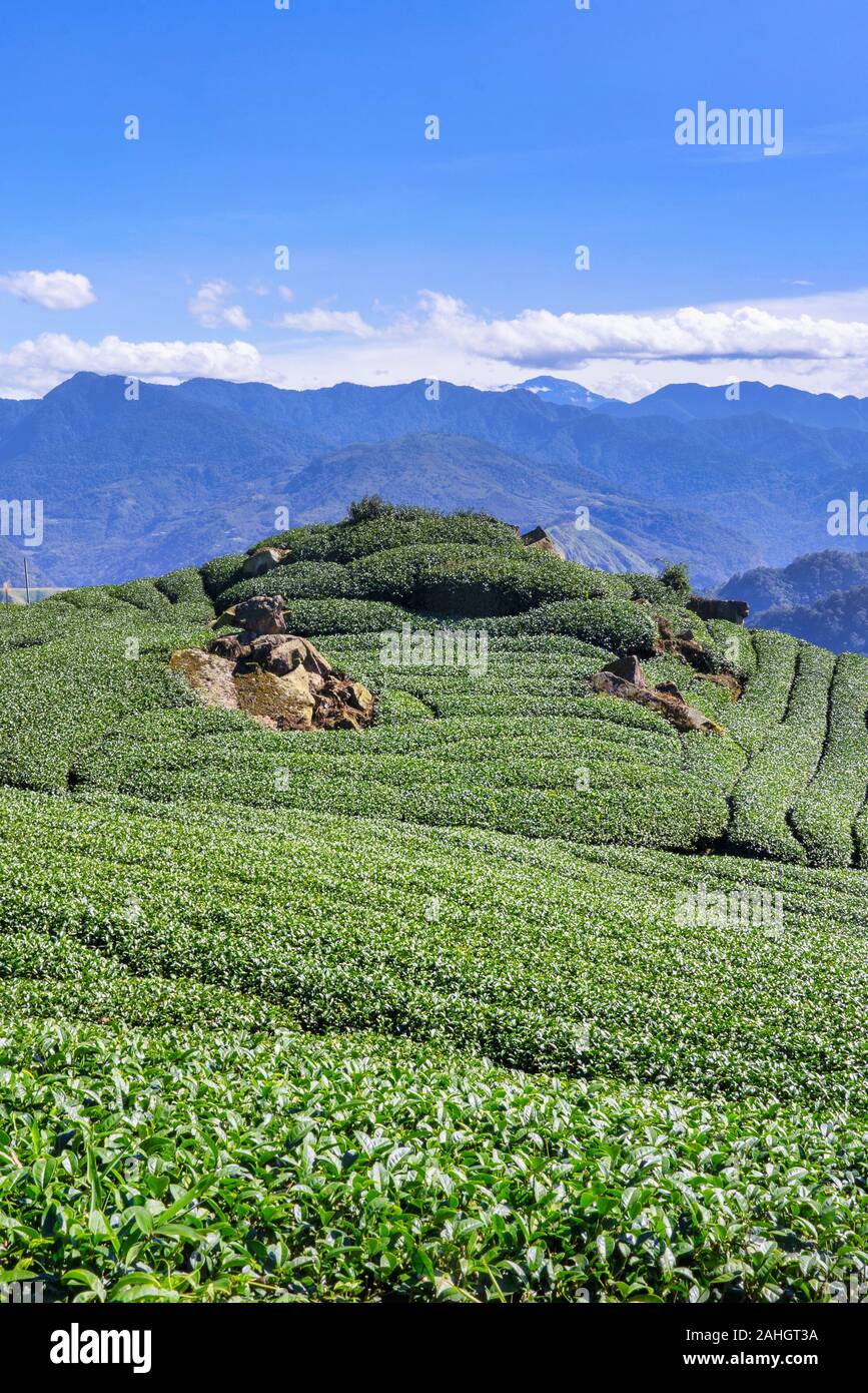 Beautiful tea garden rows scene isolated with blue sky and cloud ...