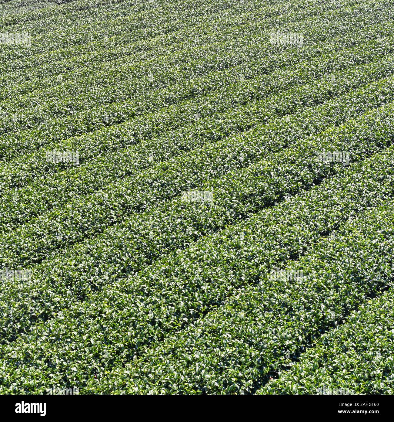 Beautiful tea garden rows scene isolated with blue sky and cloud ...