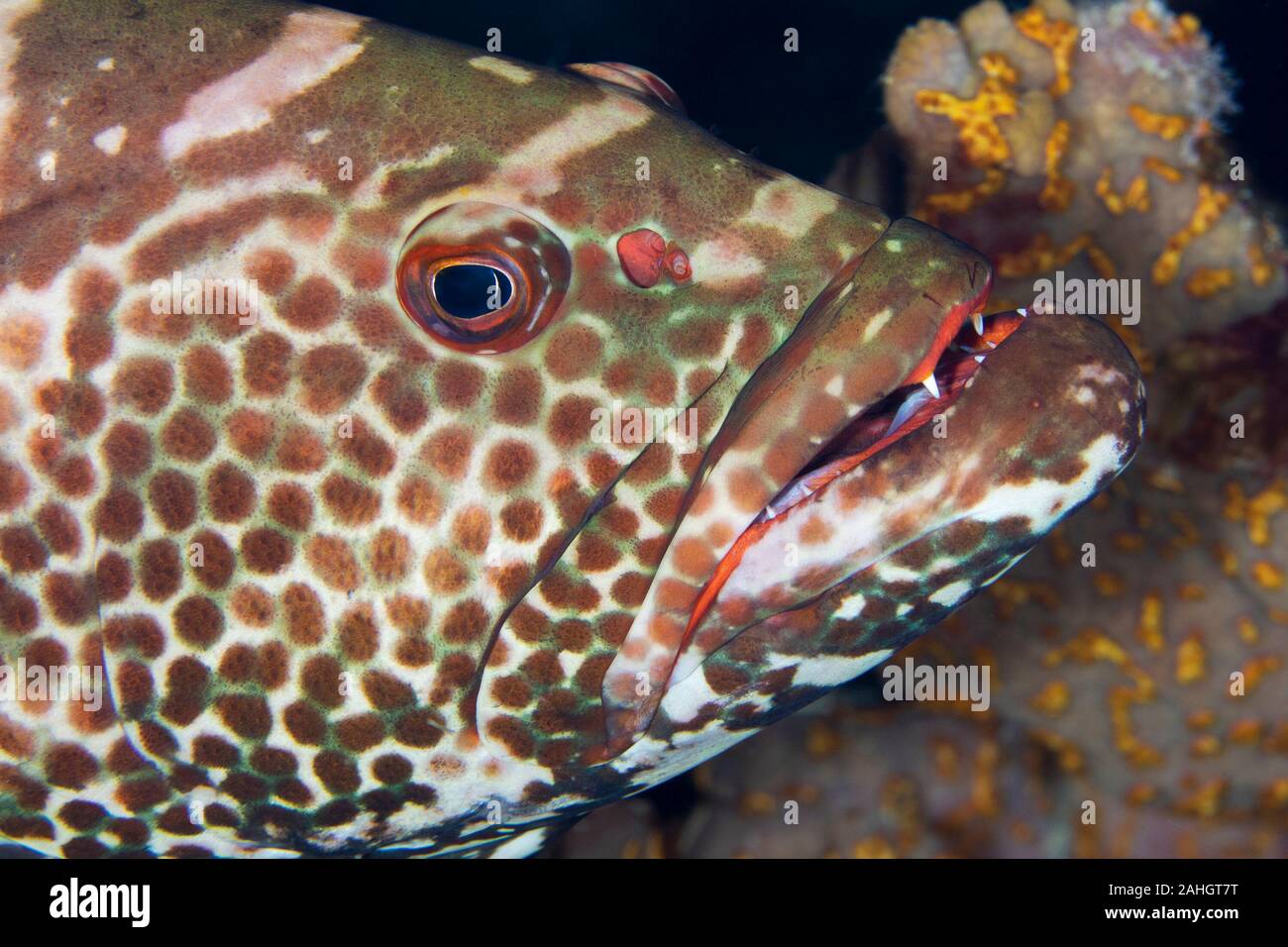 Tiger grouper hi-res stock photography and images - Alamy