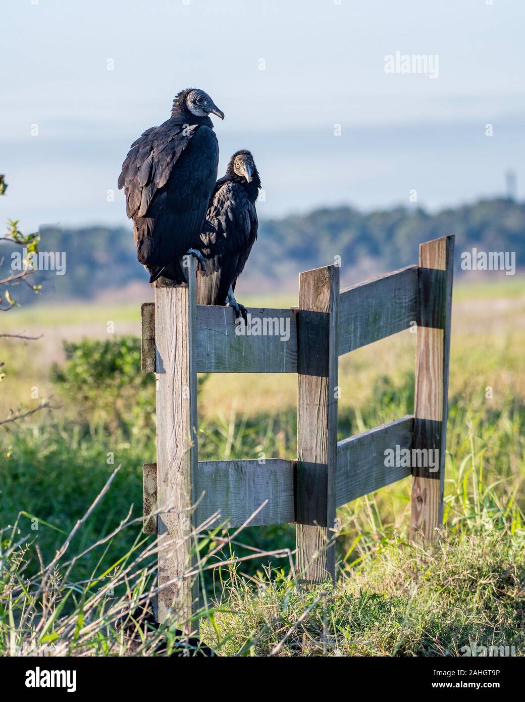 Wooden vultures hi-res stock photography and images - Alamy