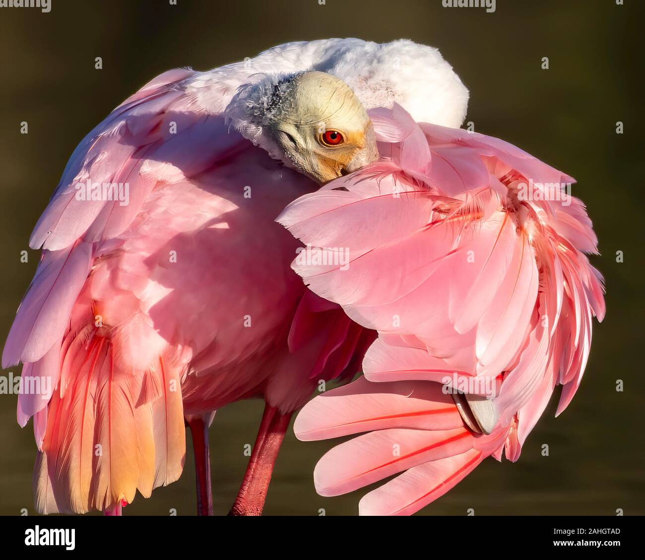 Spoonbill habitat hi-res stock photography and images - Alamy