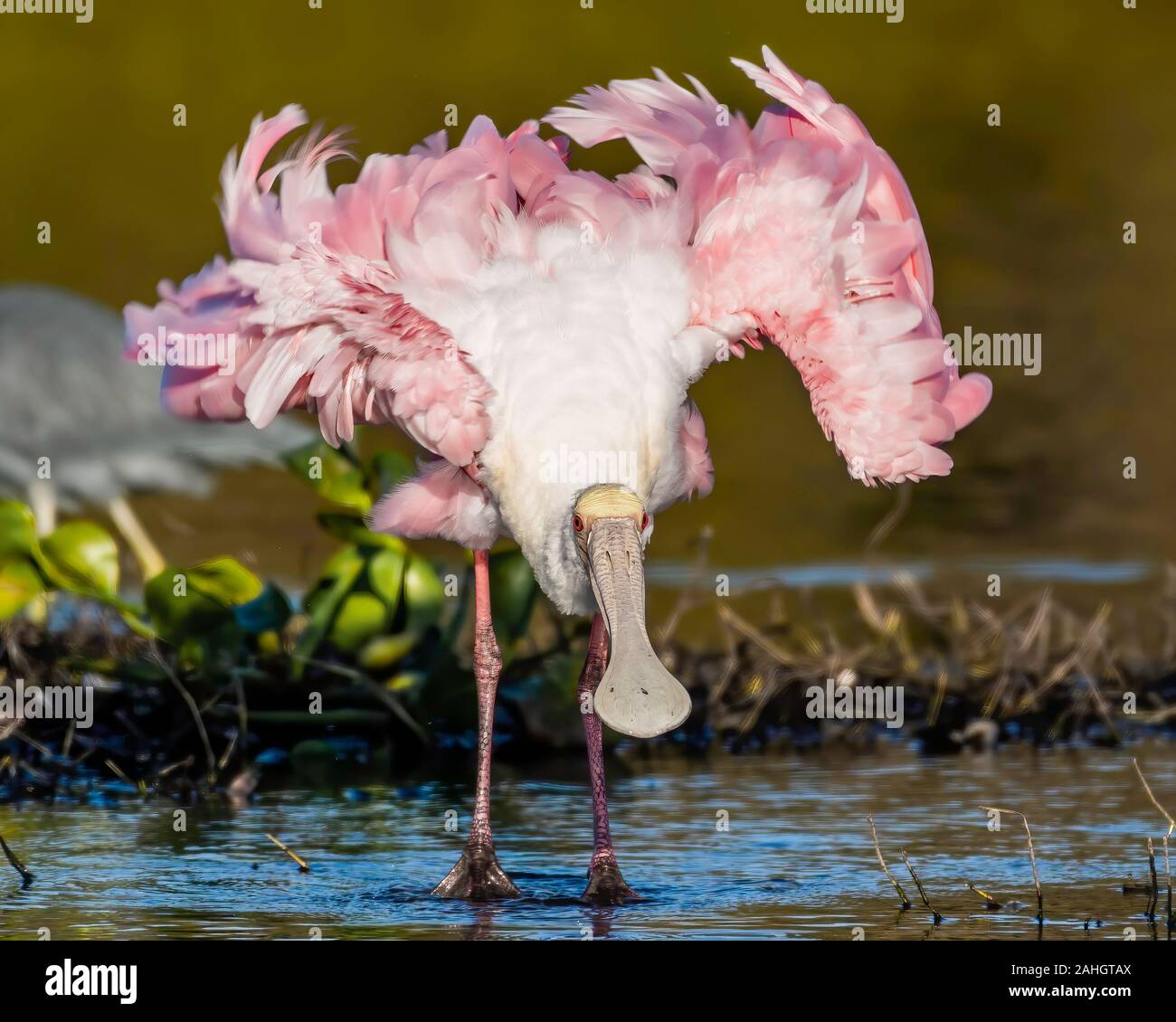 Roseate spoonbill shaking the water from his pink feathers Stock Photo ...