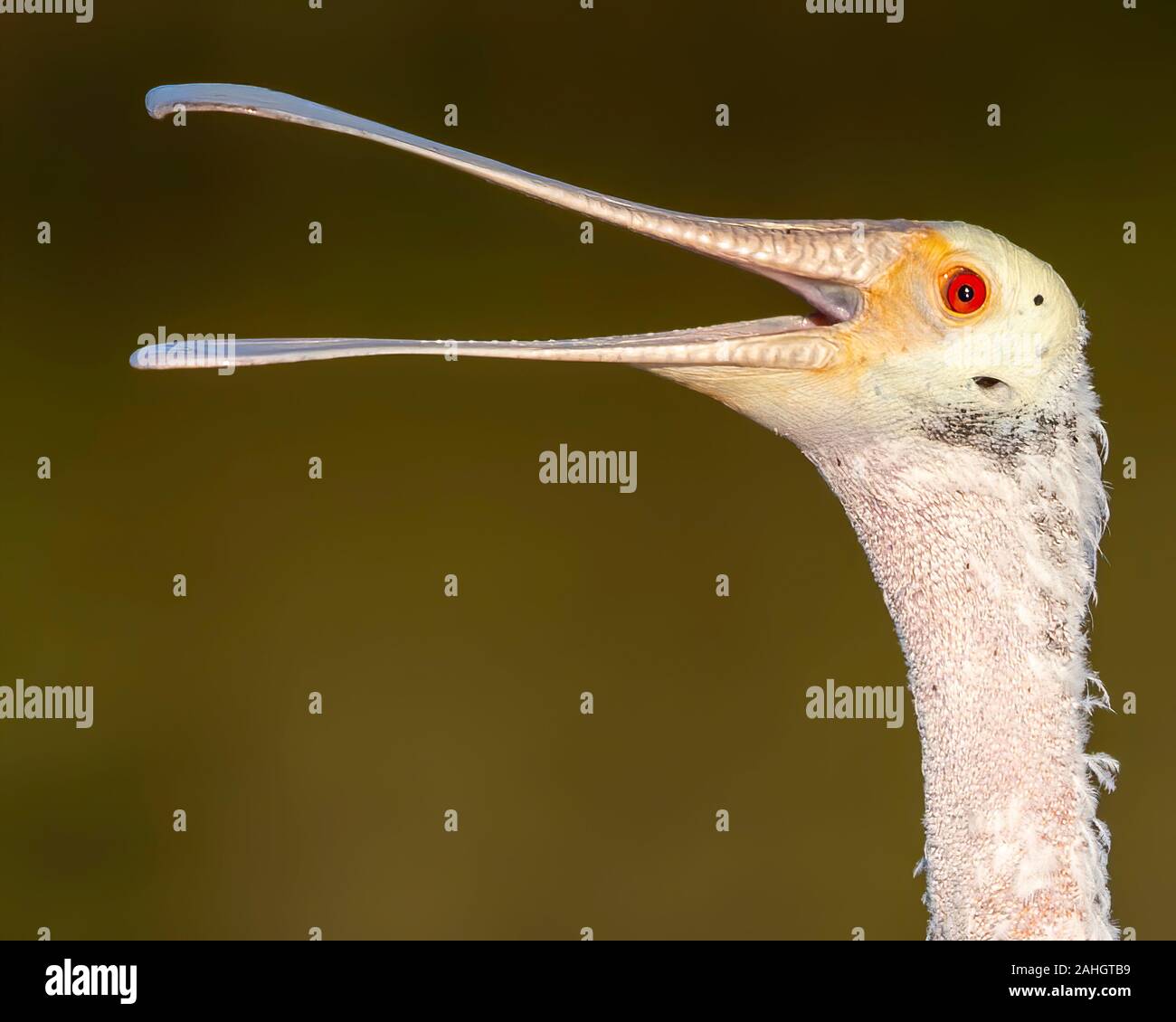 Roseate spoonbill face hi-res stock photography and images - Alamy
