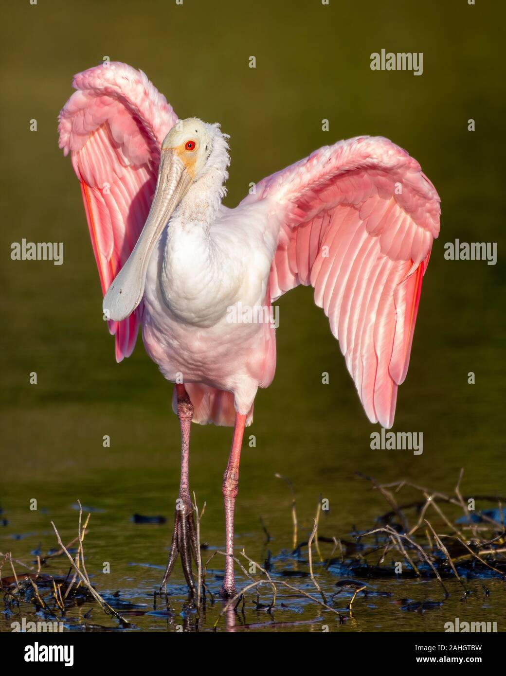 Roseate Spoonbill High Resolution Stock Photography and Images - Alamy