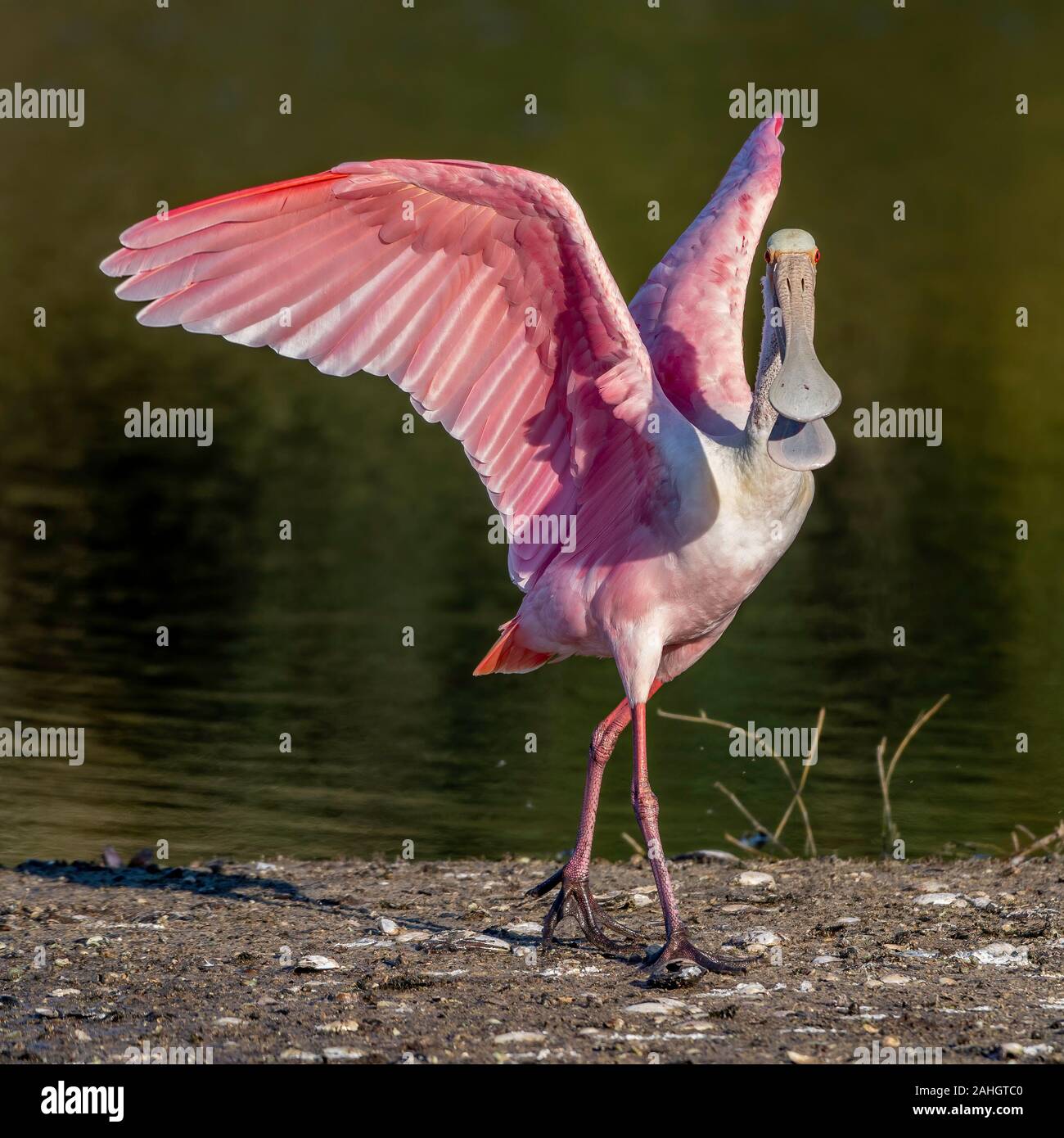 Spoonbills watching hi-res stock photography and images - Alamy