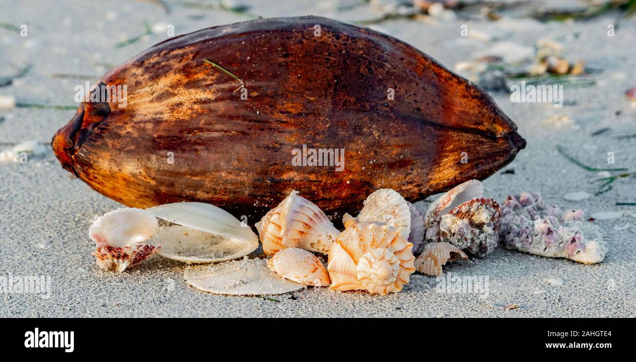 Snail pod hi-res stock photography and images - Alamy