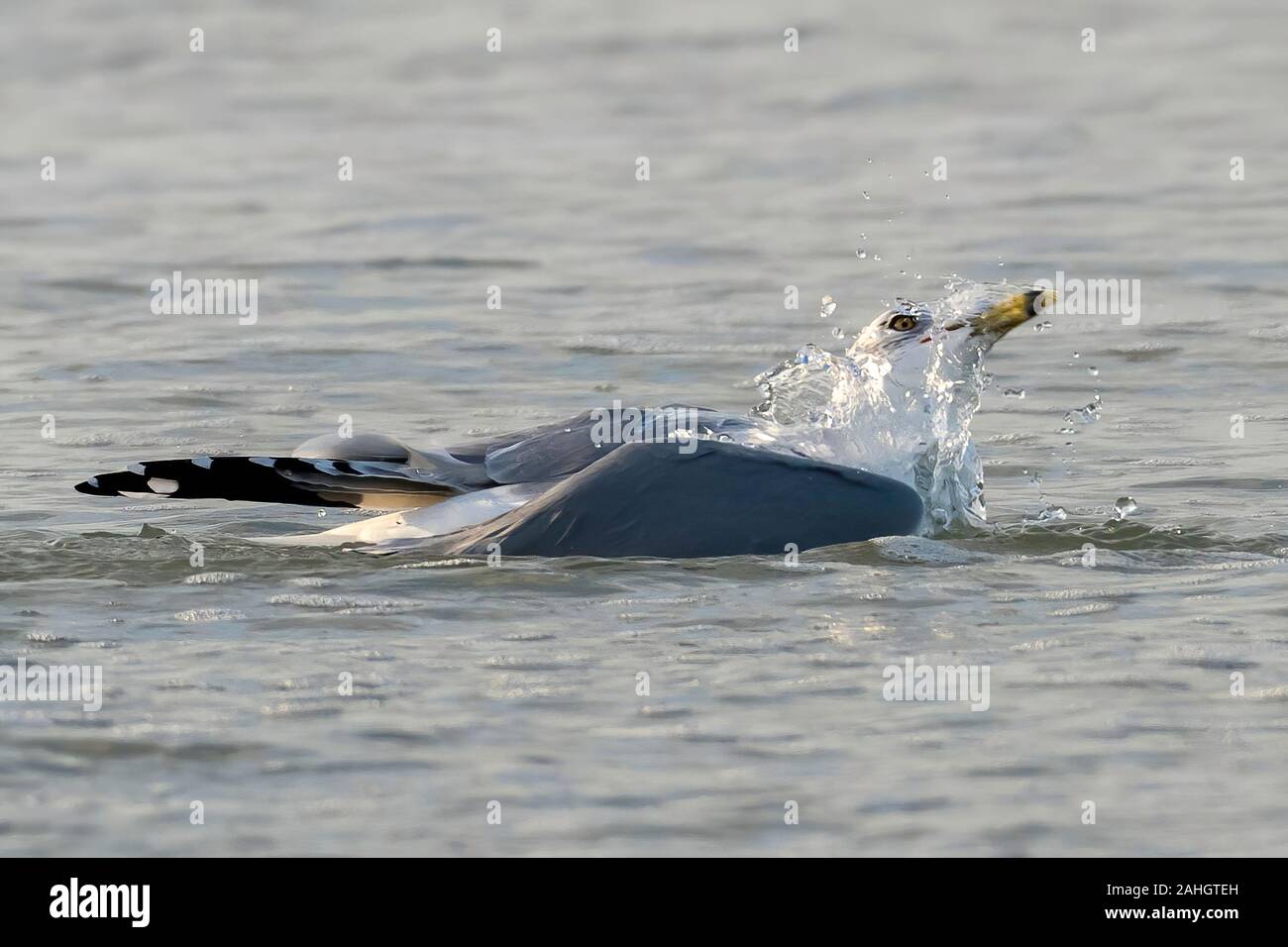 Black ring billed gull bathing at the Gulf of Mexico beach in Florida ...