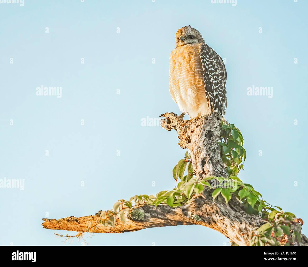 Dead hawk hi-res stock photography and images - Alamy