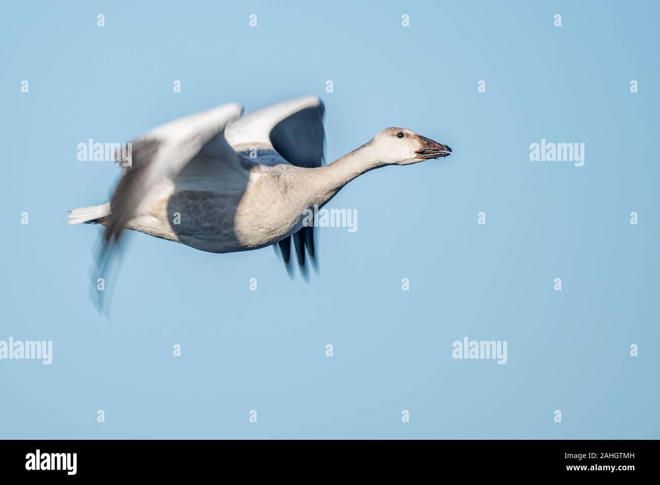 Snow goose shows up unexpectedly in central Florida Stock Photo - Alamy