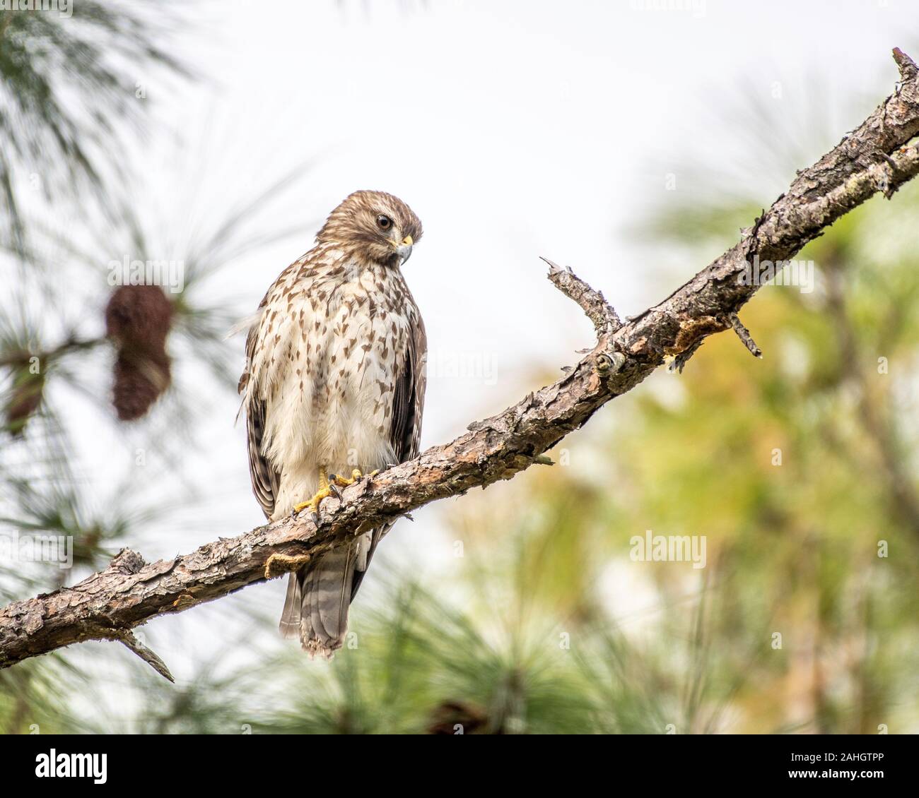Central florida red shouldered hawk hi-res stock photography and images ...
