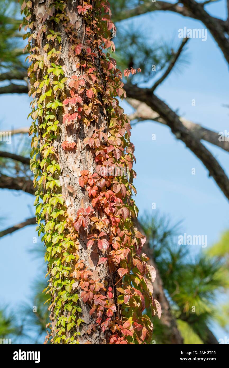 Vines growing on trees hi-res stock photography and images - Alamy