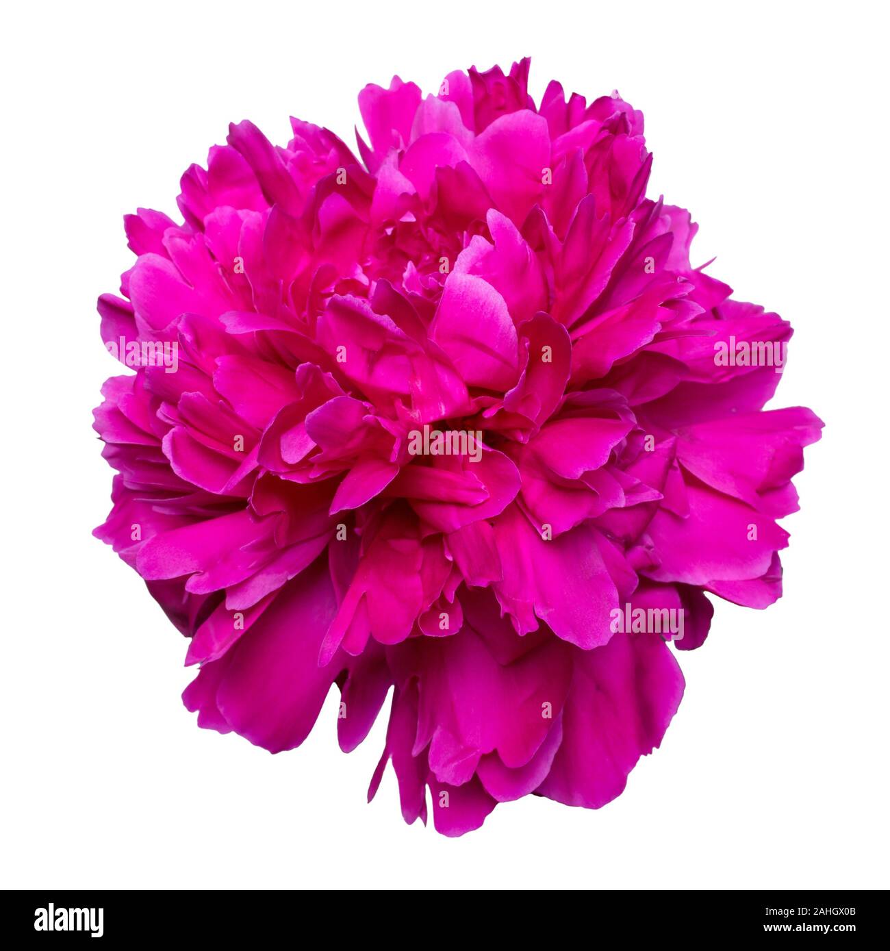 Beautiful large peony flower isolated on white background Stock Photo ...