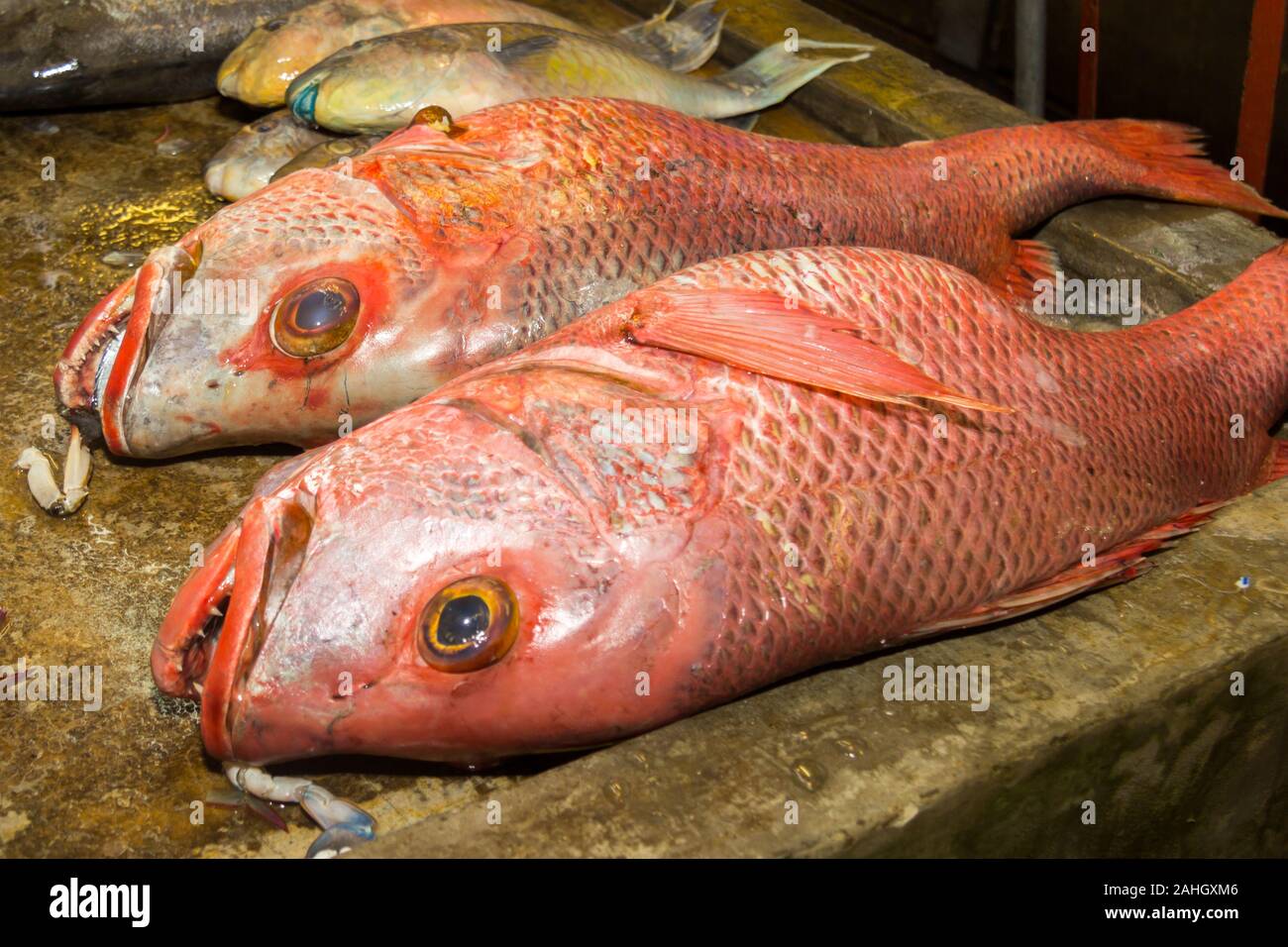 Red snapper fish hi-res stock photography and images - Alamy
