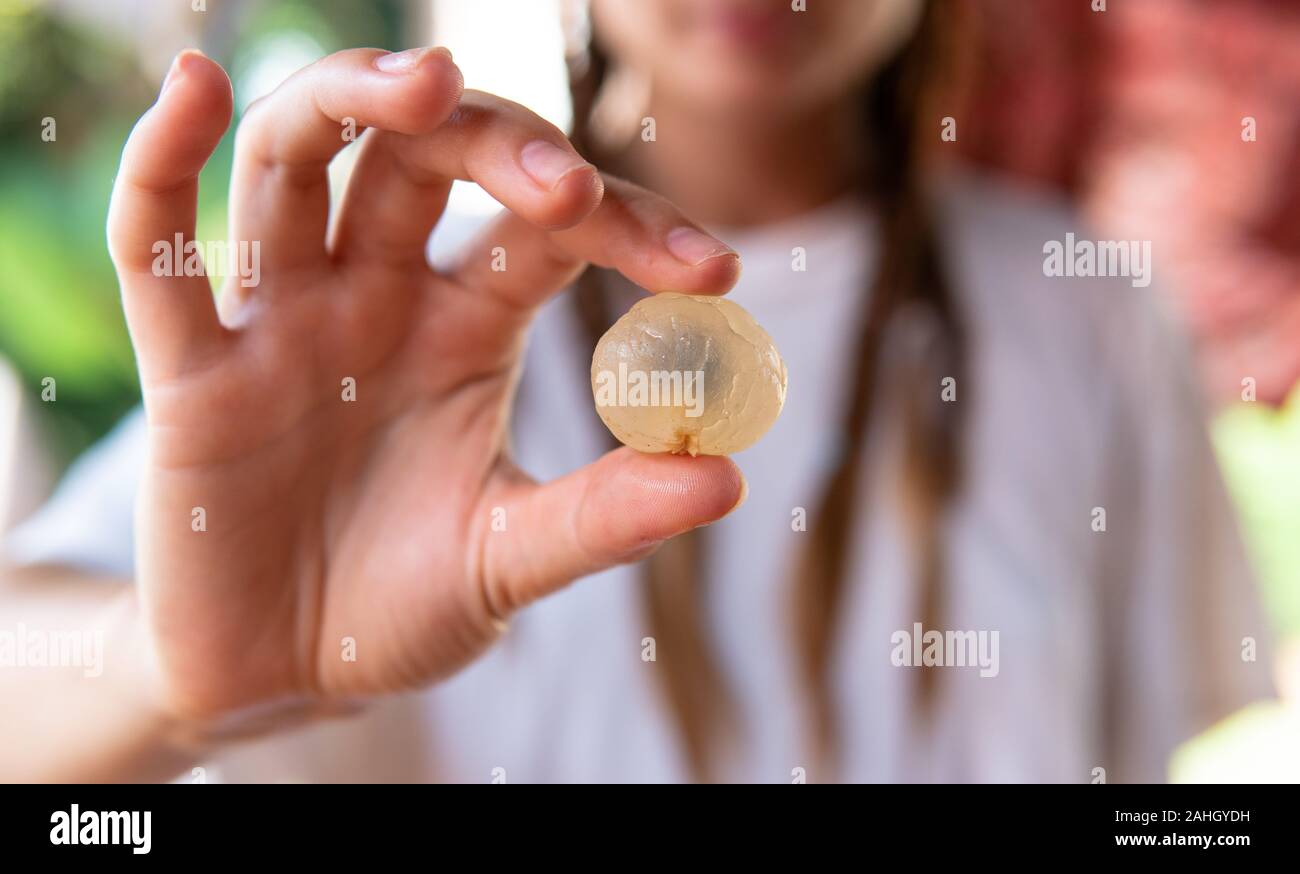 Longan is an unusual tropical fruit of Asia. Dragon eye fruit, - lam ...