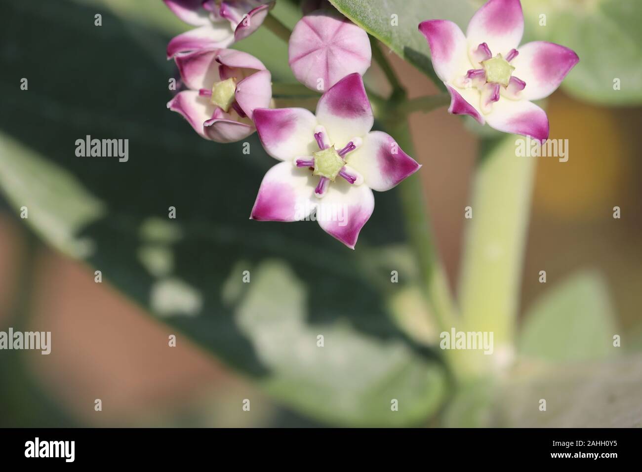 Purple Crown Flower ; Giant Indian Milkweed ; Gigantic Swallowwort ...