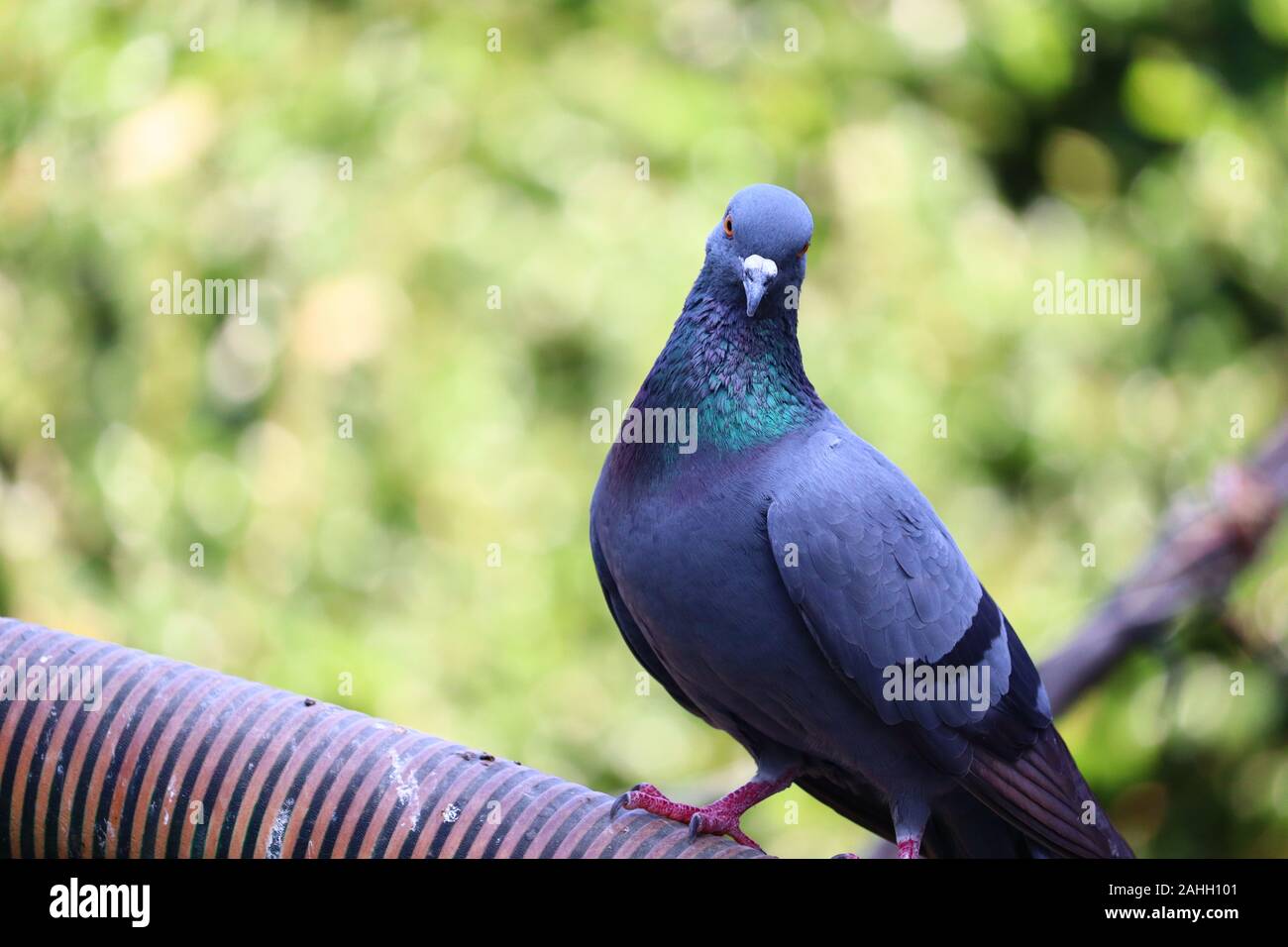 Close up head shot of beautiful speed racing dove pigeon bird Stock ...