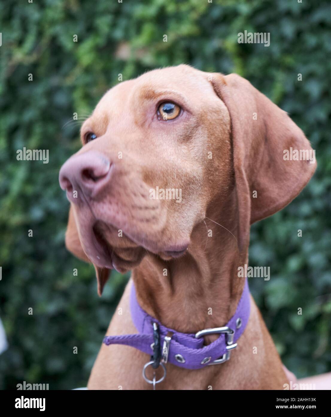 Vizsla