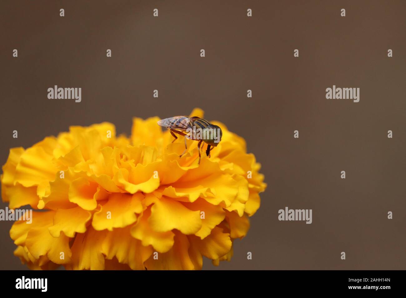 beautiful orange marigold flower on bee (insect) background Stock Photo ...
