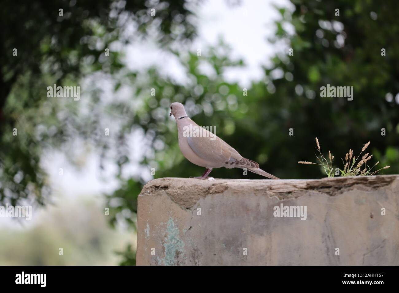 White rock dove hi-res stock photography and images - Alamy