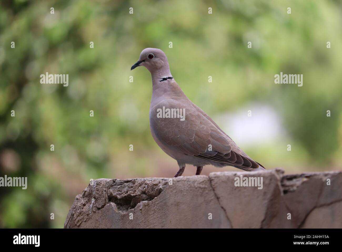 Macro photo pigeon dove bird. Photo nature bird dove sit on ground ...