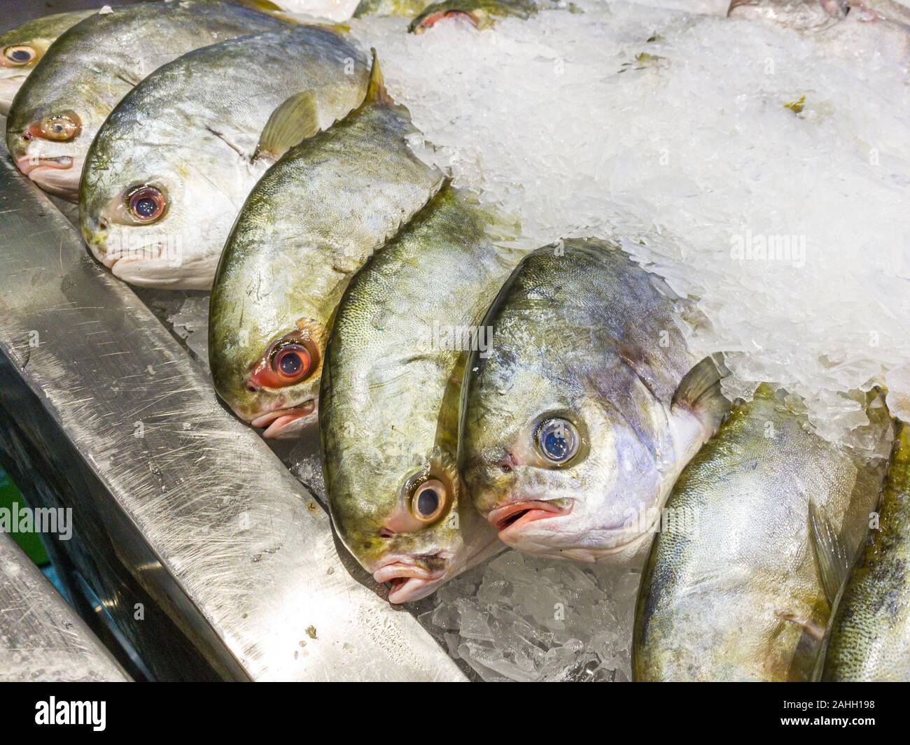 Pampus argenteus hi-res stock photography and images - Alamy