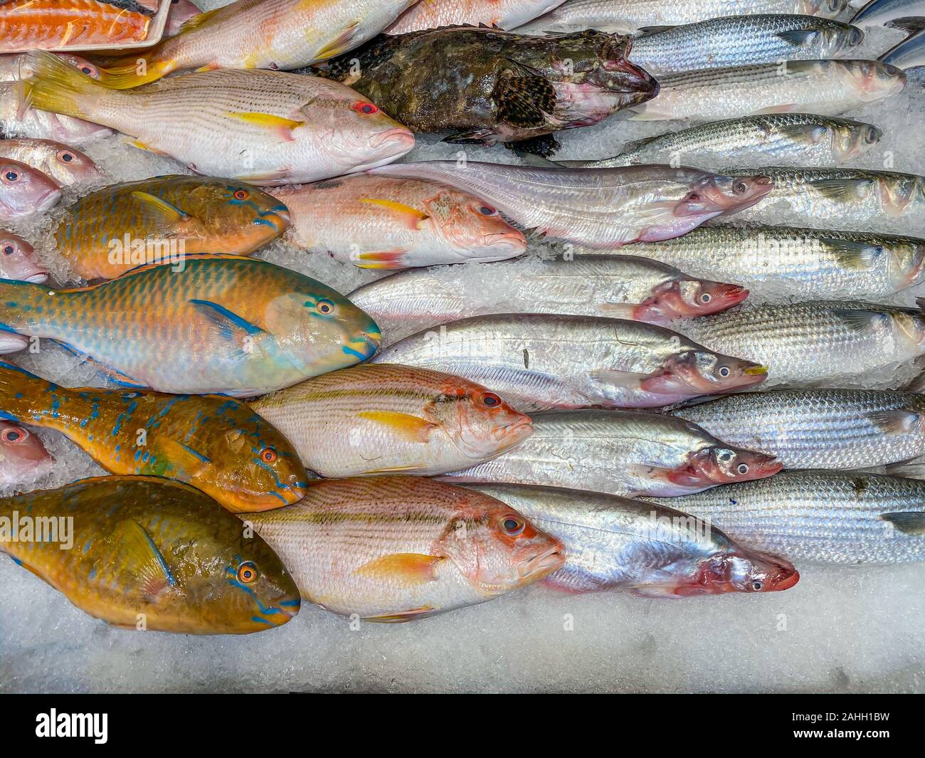 Pampus argenteus hi-res stock photography and images - Alamy