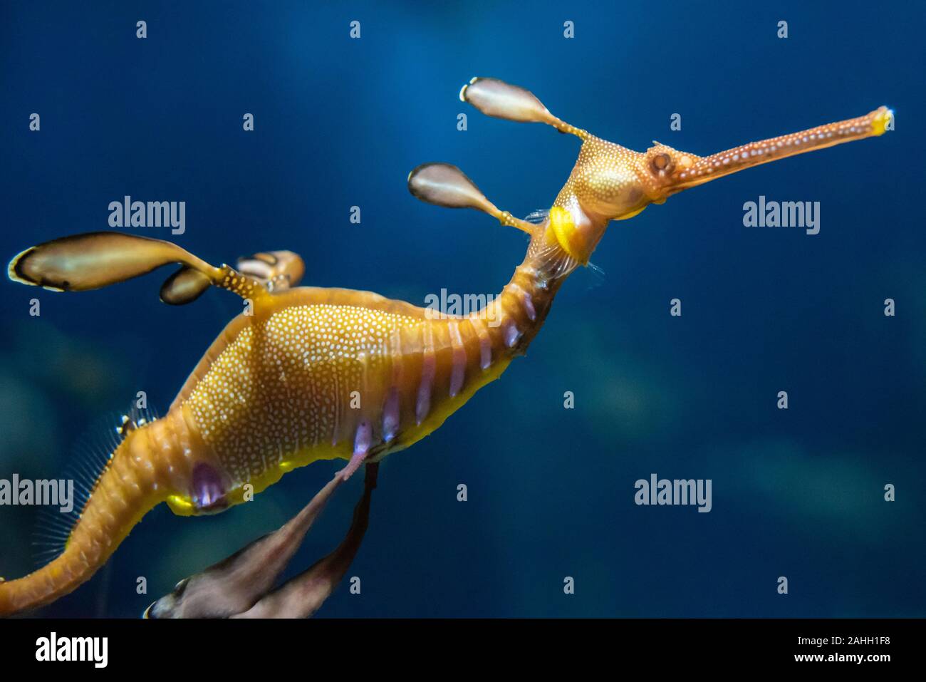 Actinopterygii hi-res stock photography and images - Alamy
