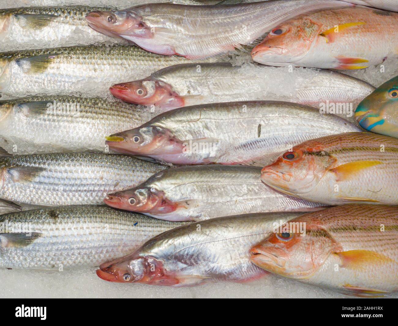 Grouper fish on ice hi-res stock photography and images - Alamy
