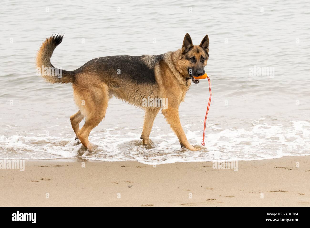 A German Shepherd playing with a ball on the beach in San Francisco's ...