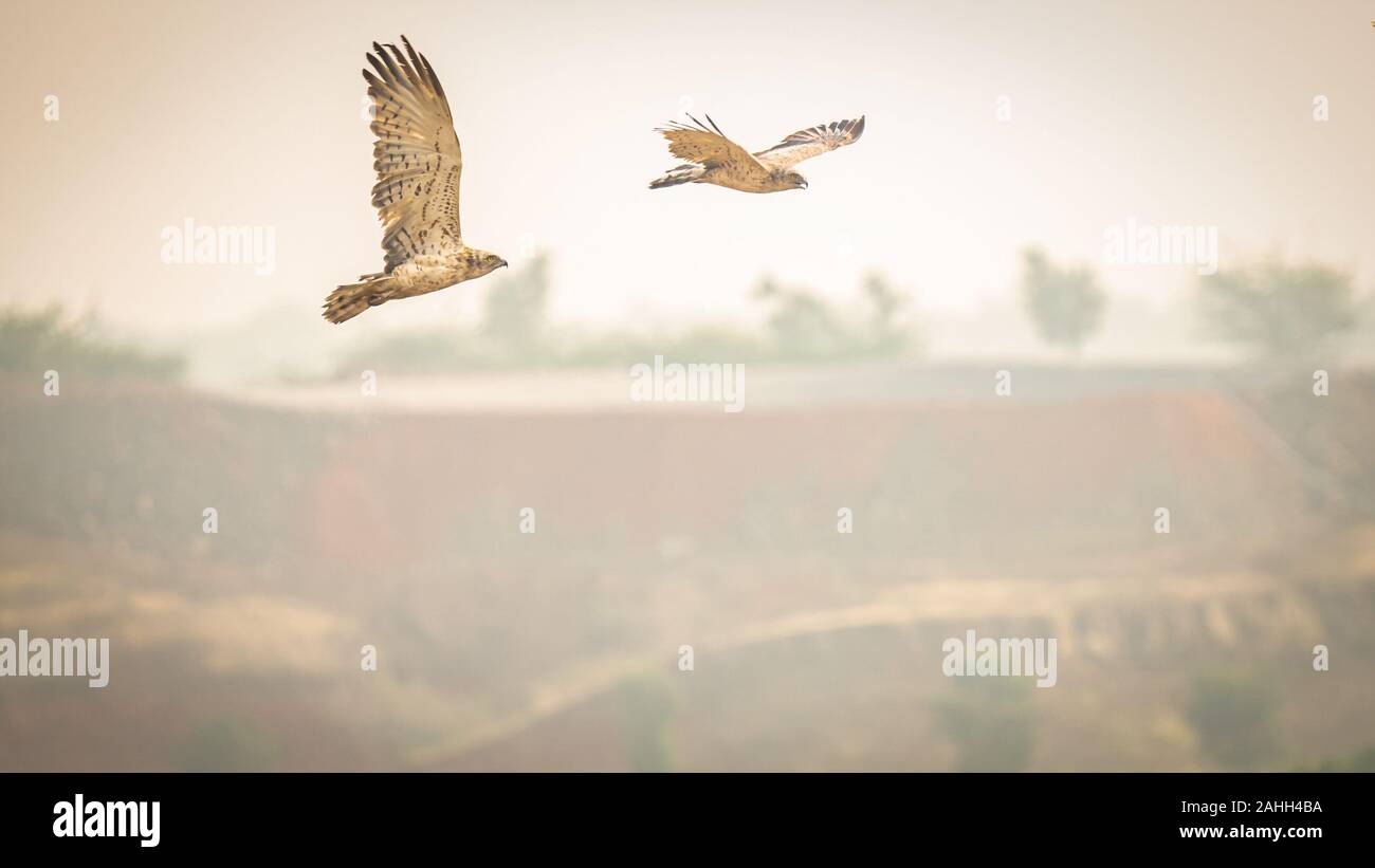 Flying snake of india hi-res stock photography and images - Alamy