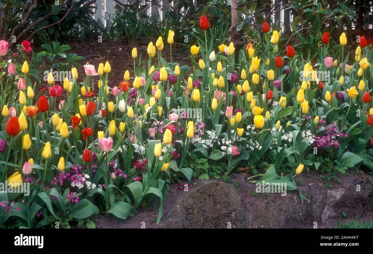 Rock tulip hi-res stock photography and images - Alamy