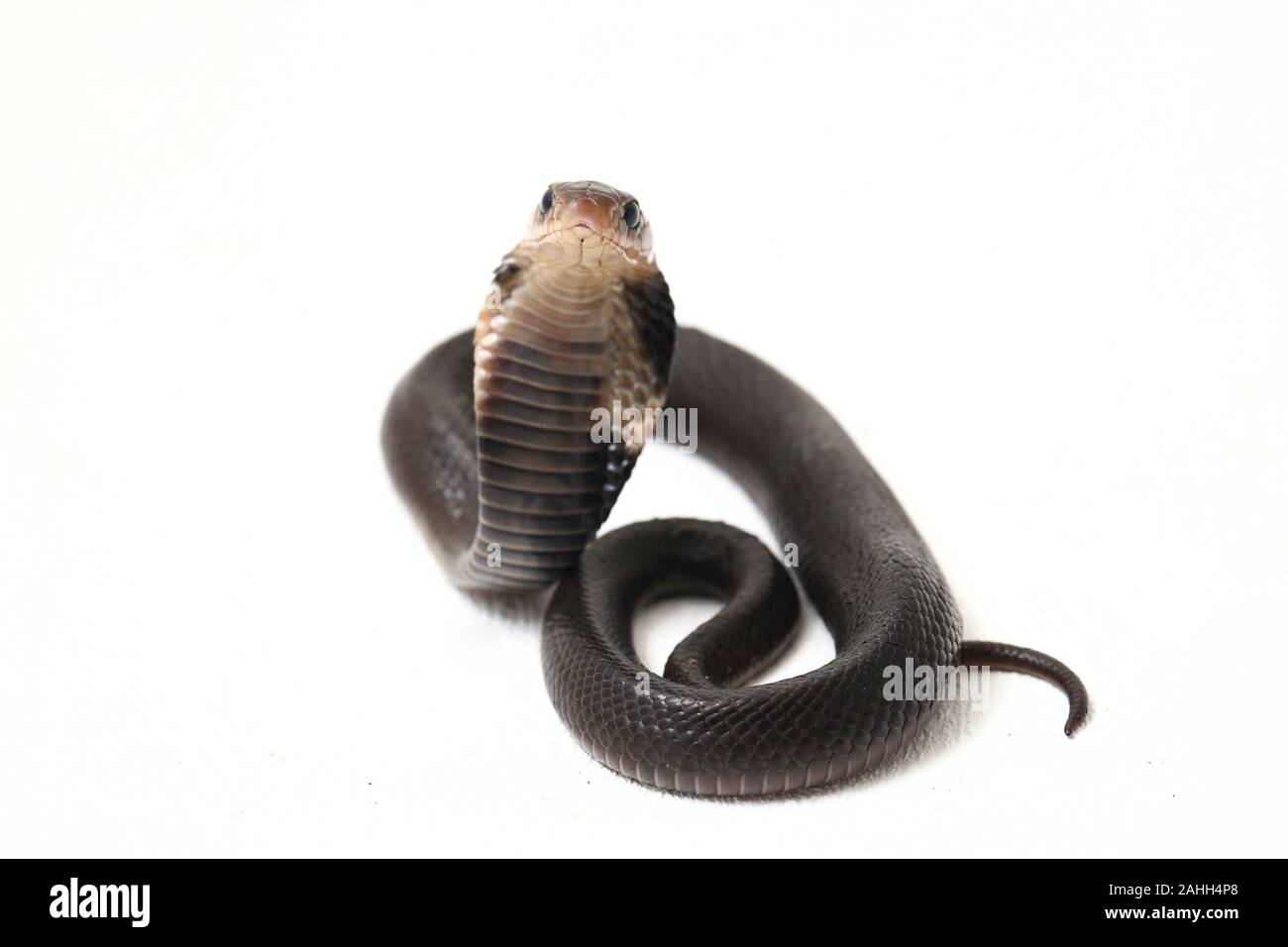 The Javan spitting cobra (Naja sputatrix) also called the southern ...