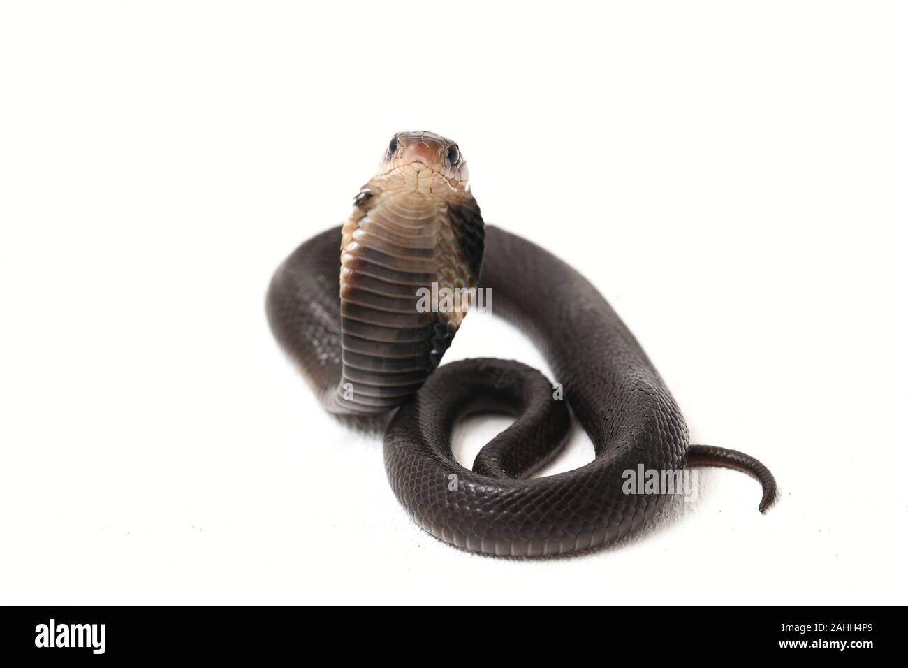 The Javan spitting cobra (Naja sputatrix) also called the southern ...