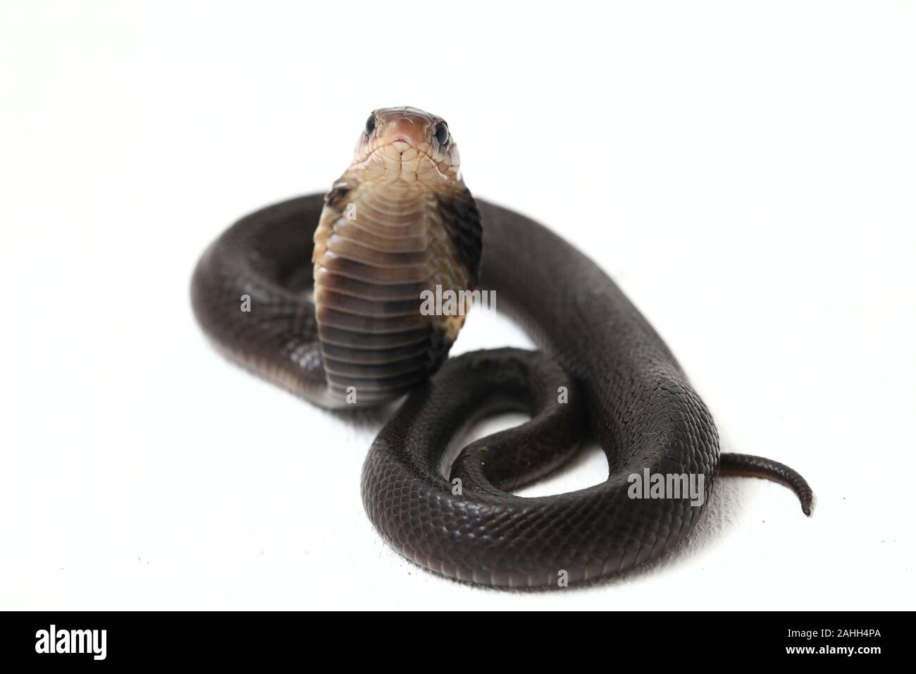 The Javan spitting cobra (Naja sputatrix) also called the southern ...