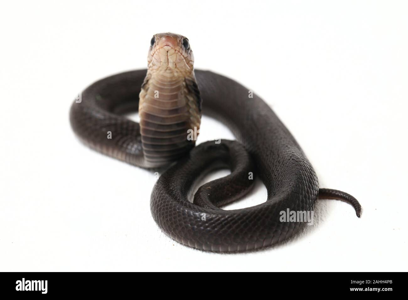The Javan spitting cobra (Naja sputatrix) also called the southern ...