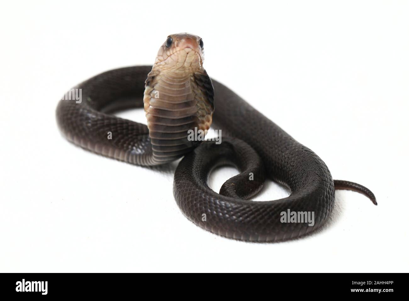 The Javan spitting cobra (Naja sputatrix) also called the southern ...