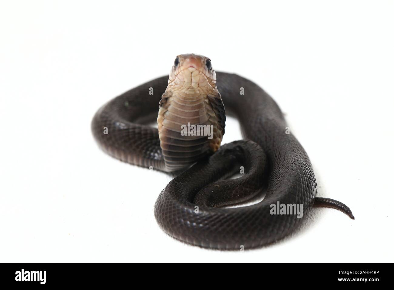 The Javan spitting cobra (Naja sputatrix) also called the southern ...