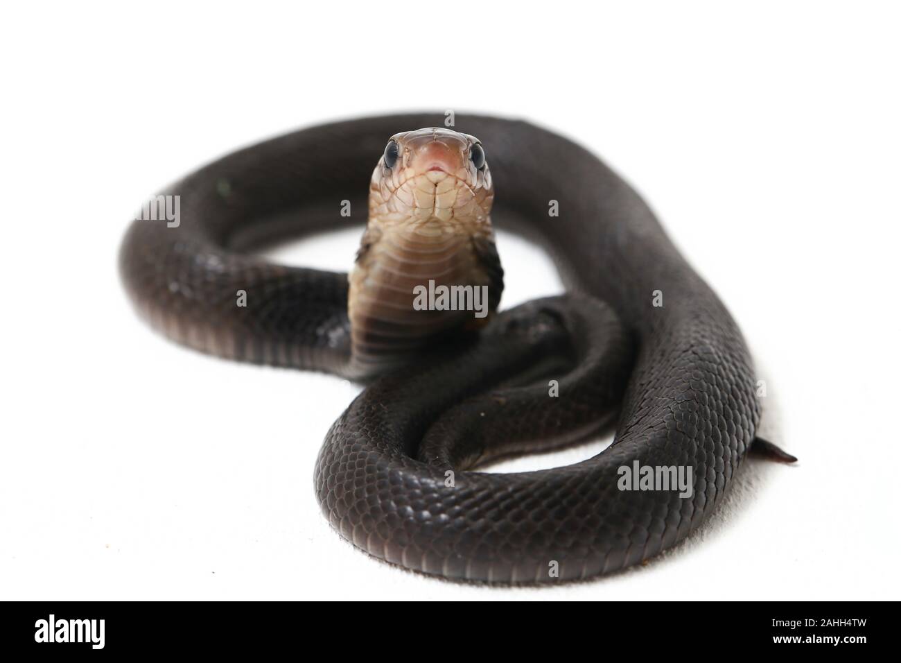The Javan spitting cobra (Naja sputatrix) also called the southern ...