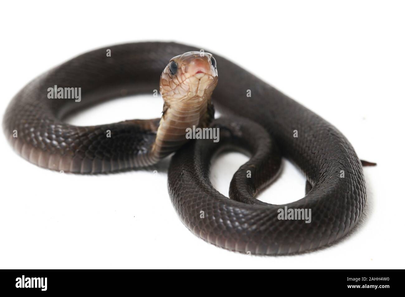 The Javan spitting cobra (Naja sputatrix) also called the southern ...