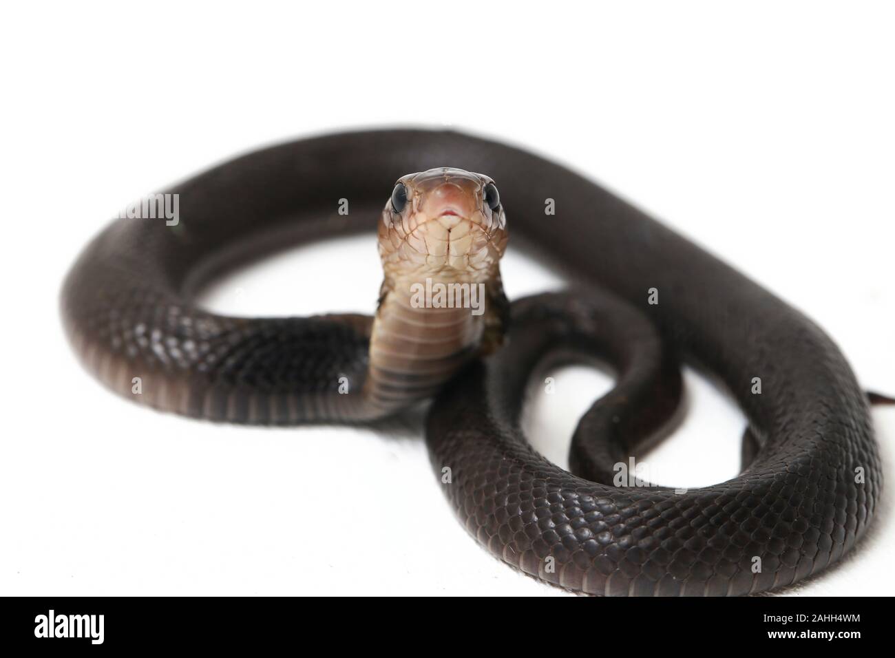 The Javan spitting cobra (Naja sputatrix) also called the southern ...