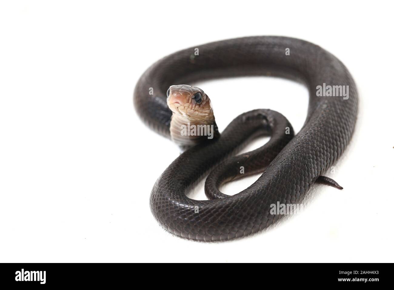 The Javan spitting cobra (Naja sputatrix) also called the southern ...