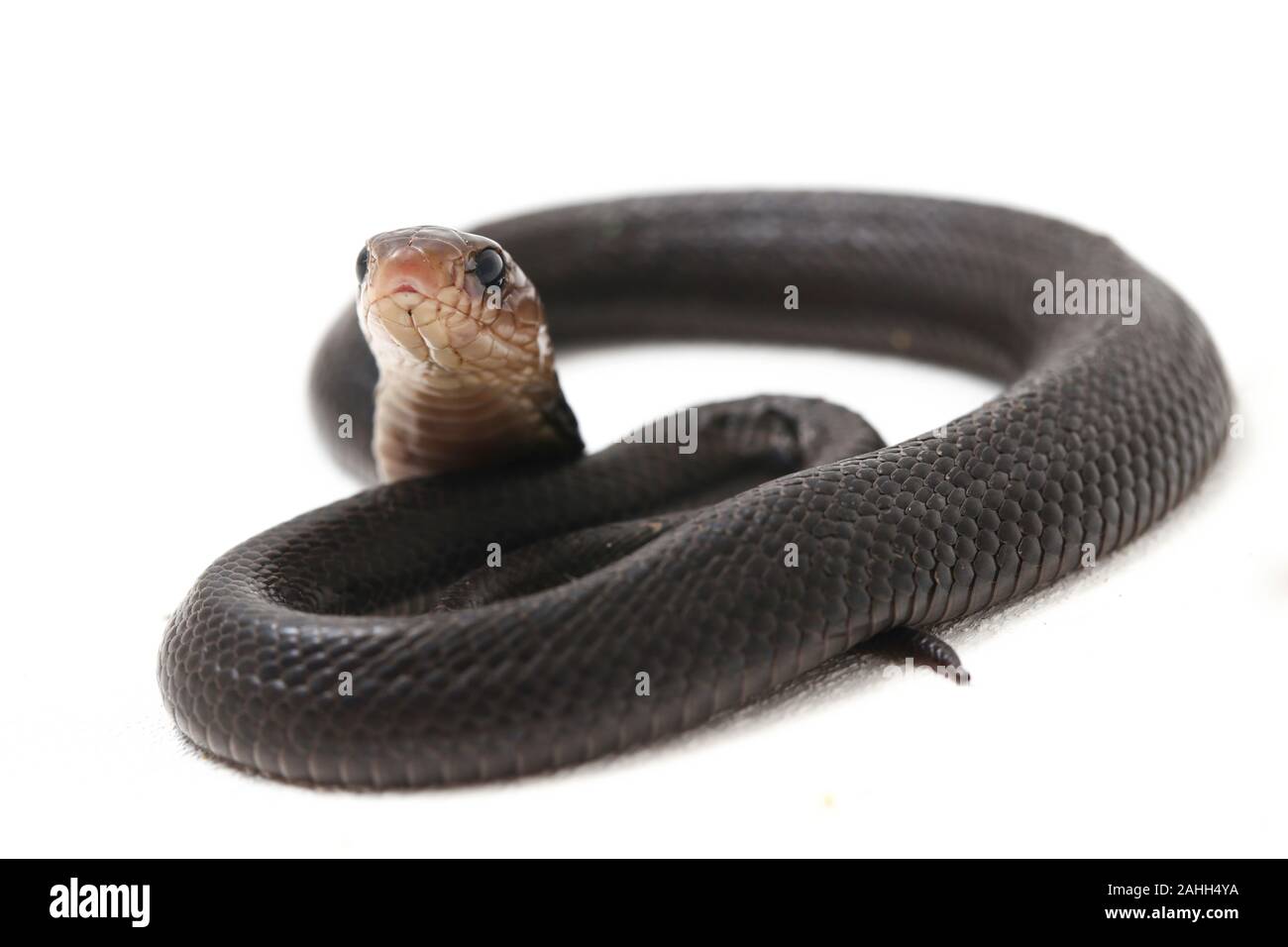 The Javan spitting cobra (Naja sputatrix) also called the southern ...