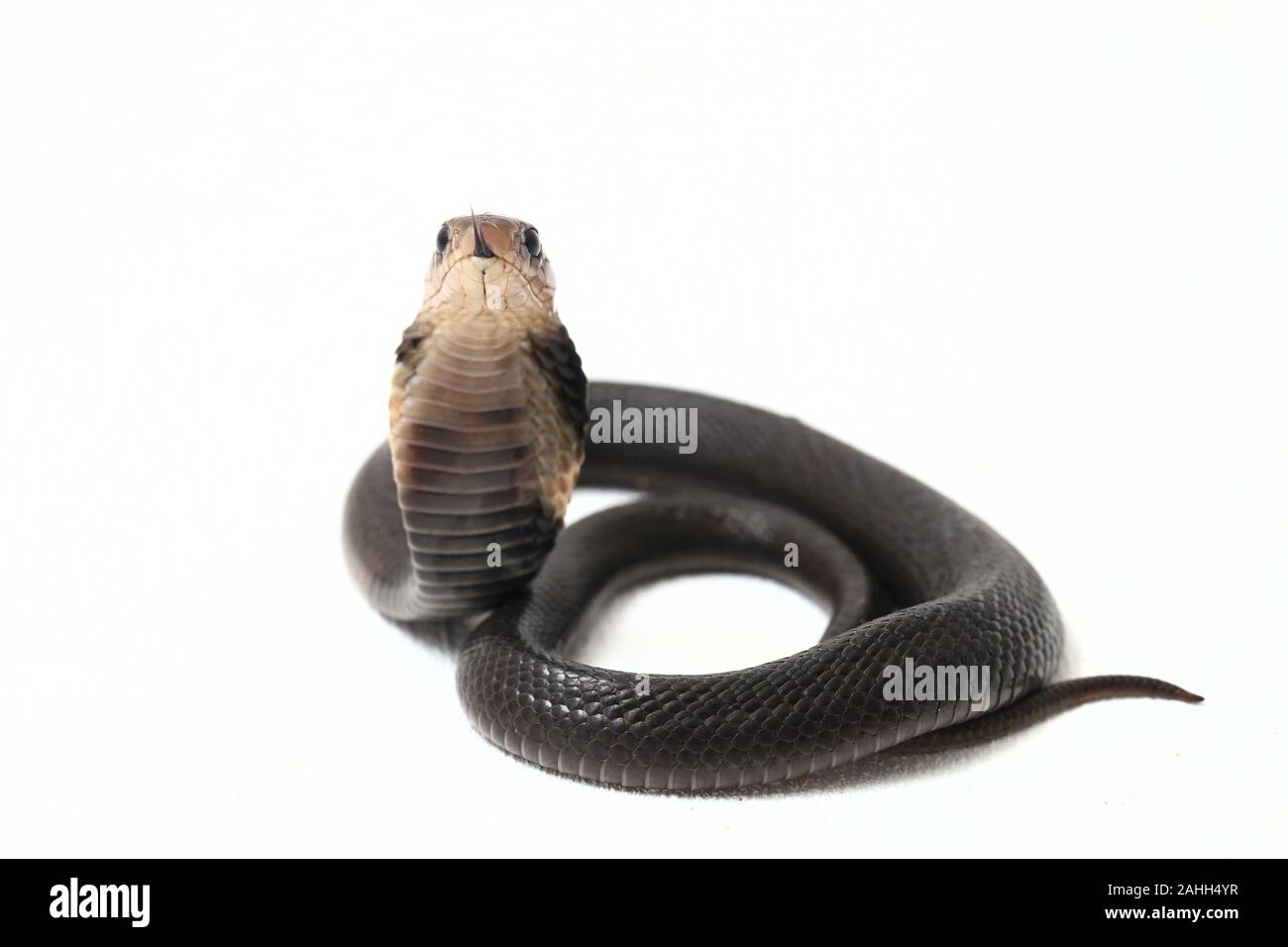 Javan spitting cobra naja sputatrix hi-res stock photography and images ...