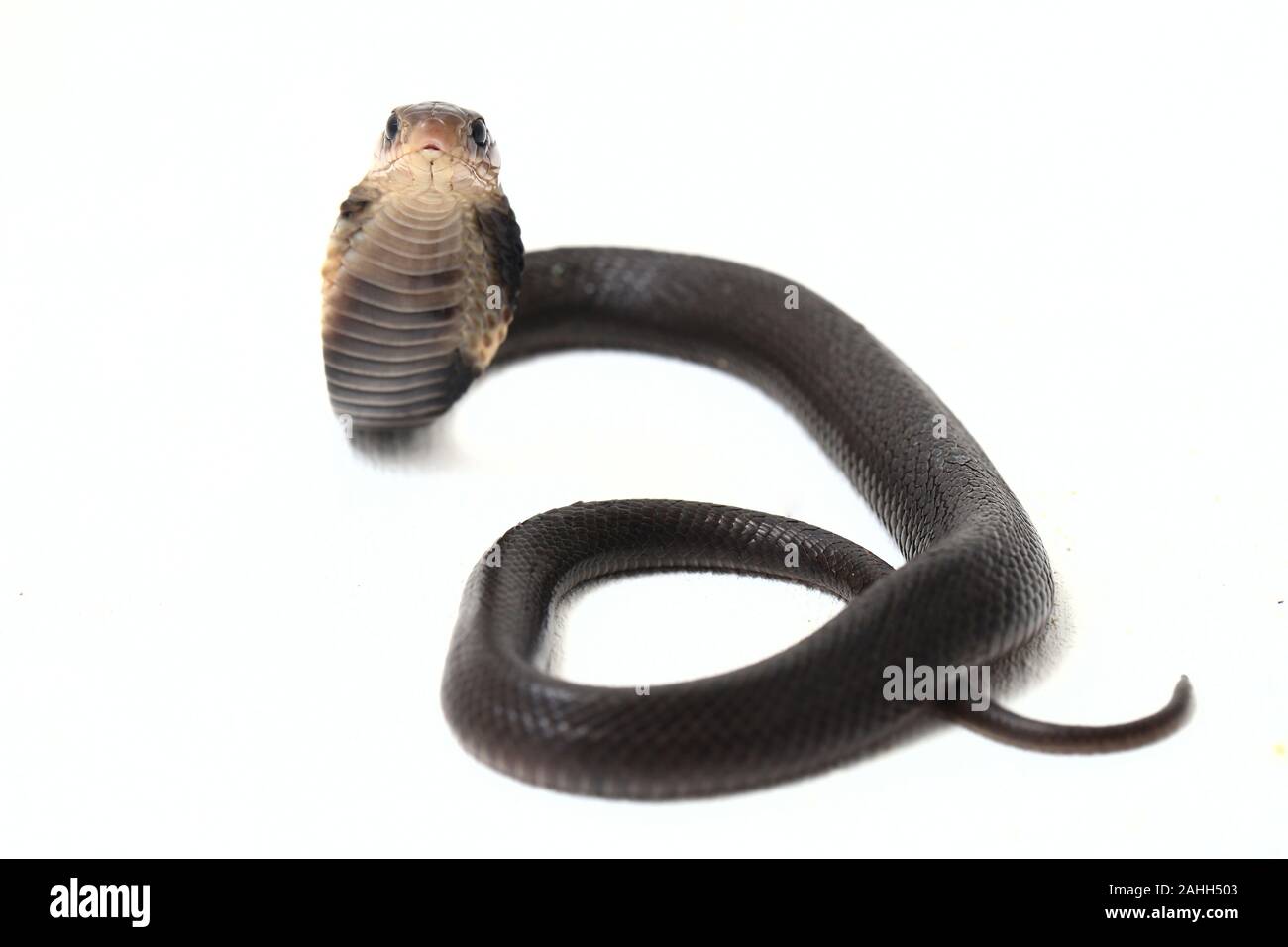 The Javan spitting cobra (Naja sputatrix) also called the southern ...