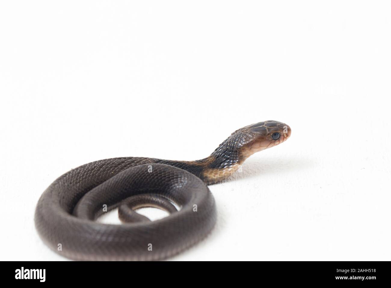 The Javan spitting cobra (Naja sputatrix) also called the southern ...