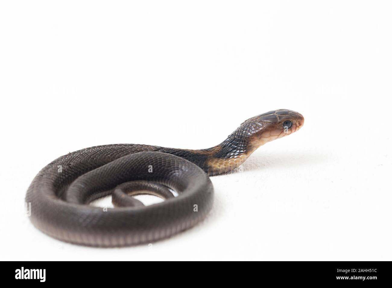 The Javan spitting cobra (Naja sputatrix) also called the southern ...